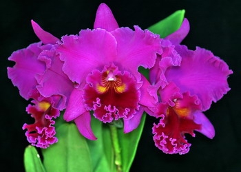 Rlc. Mitsuo Akatsuka 'Volcano Queen' M330